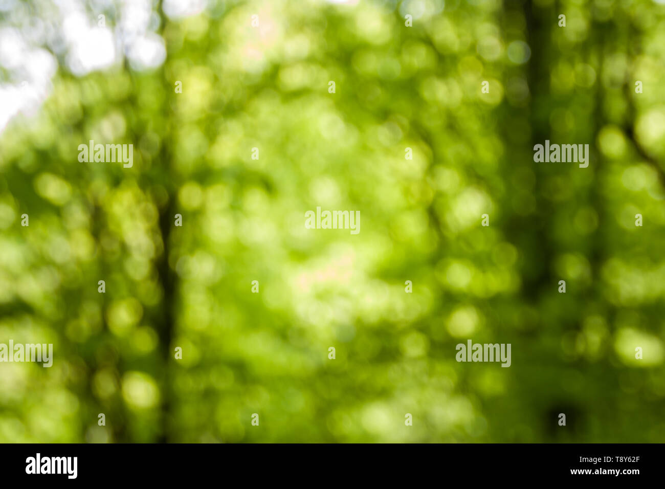 Defocused natural green forest background in sunny day. Blurred ...