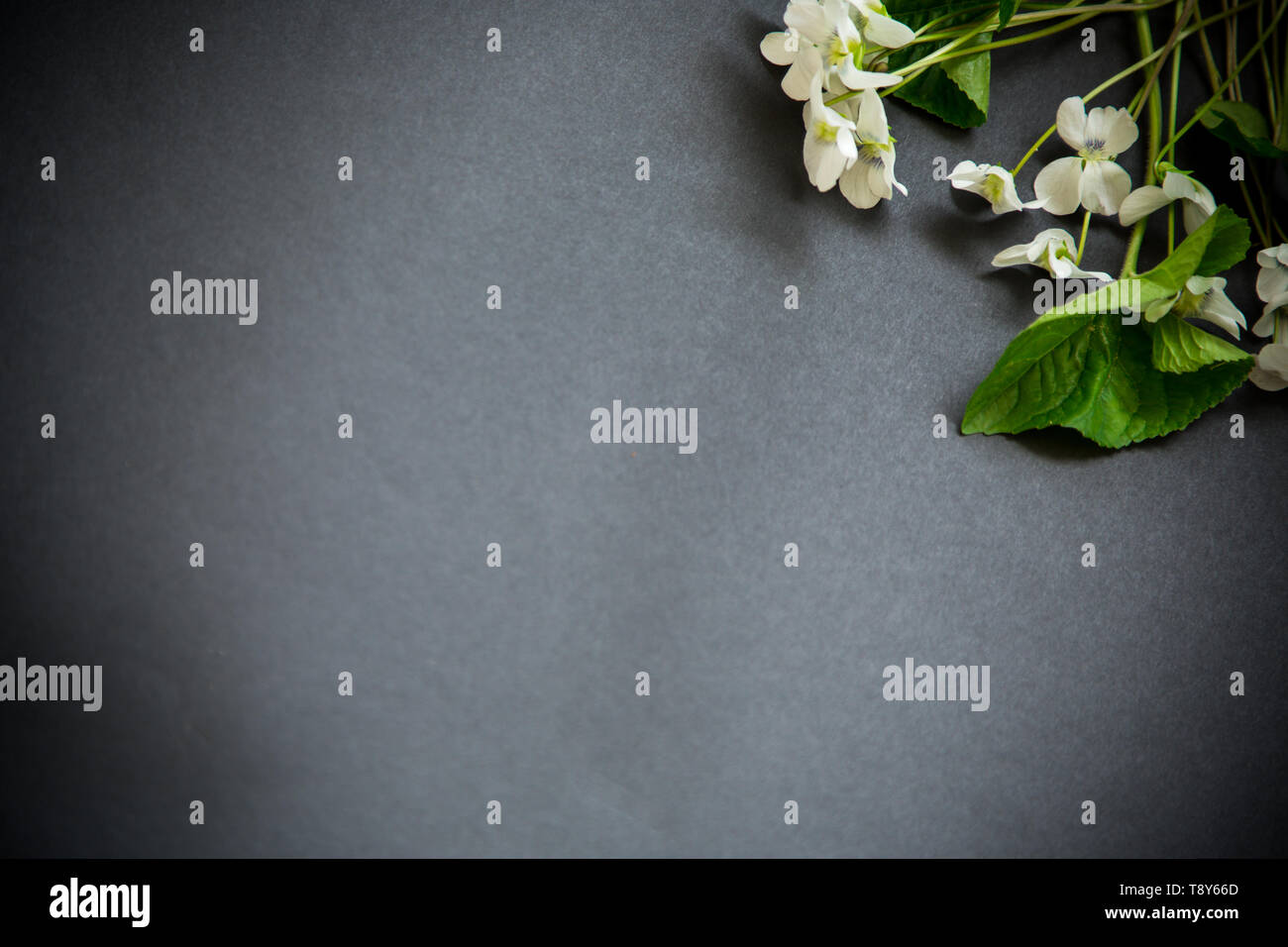 Beautiful spring bouquet violets hi-res stock photography and images ...