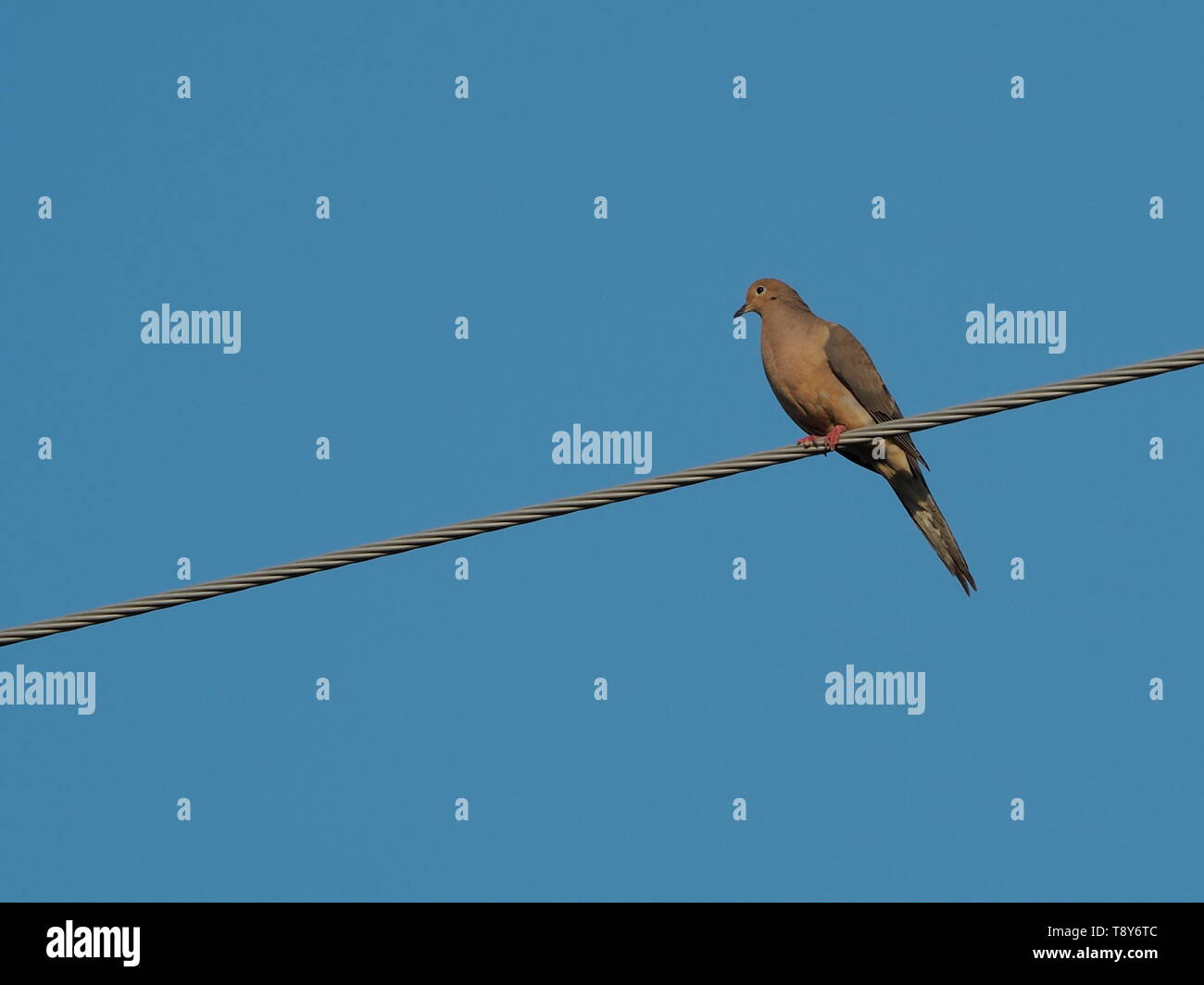 Dove on a wire hi-res stock photography and images - Alamy