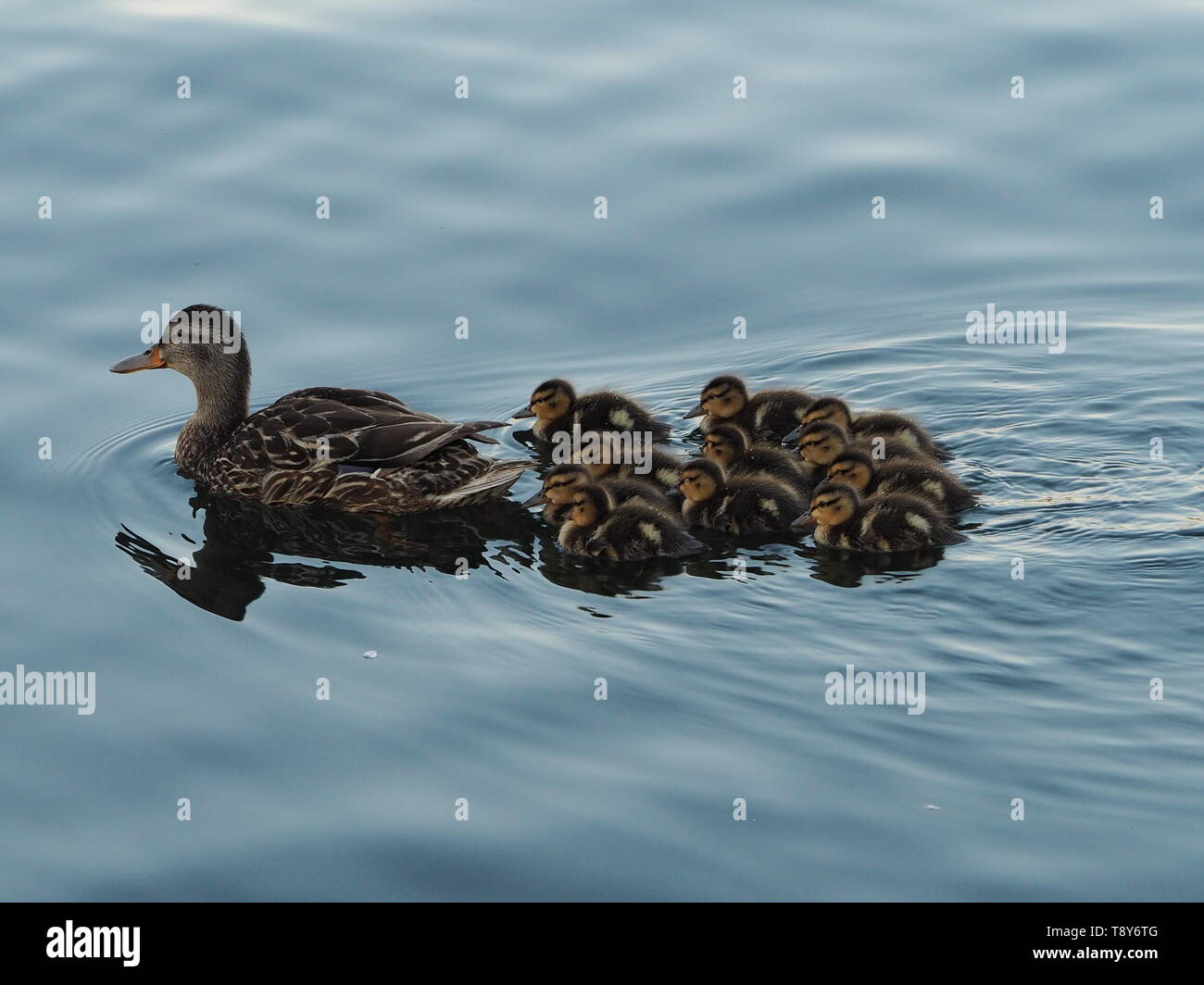 Ducklings following mother along the lakeshore Stock Photo - Alamy