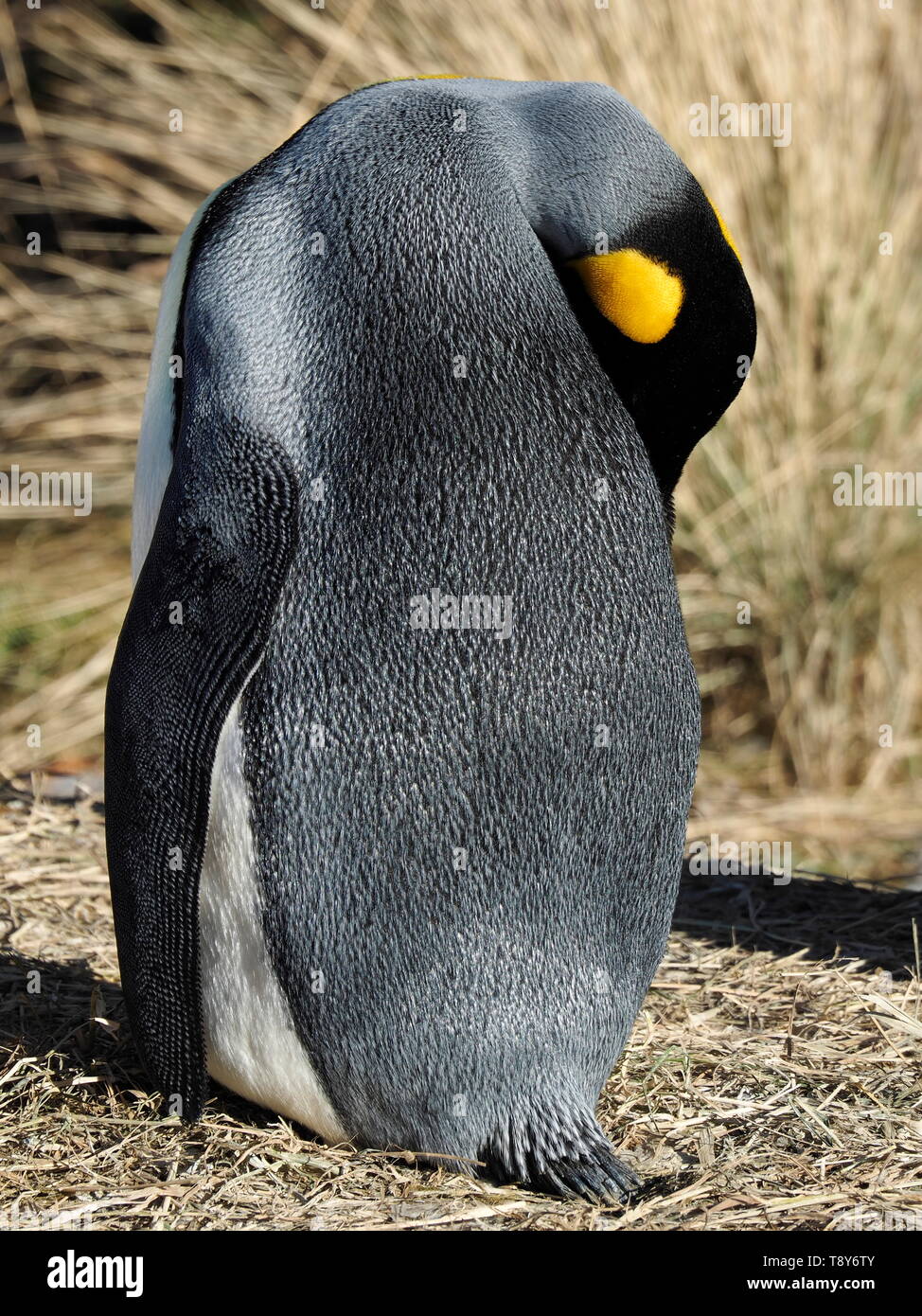 Penguin in the sun hi-res stock photography and images - Alamy
