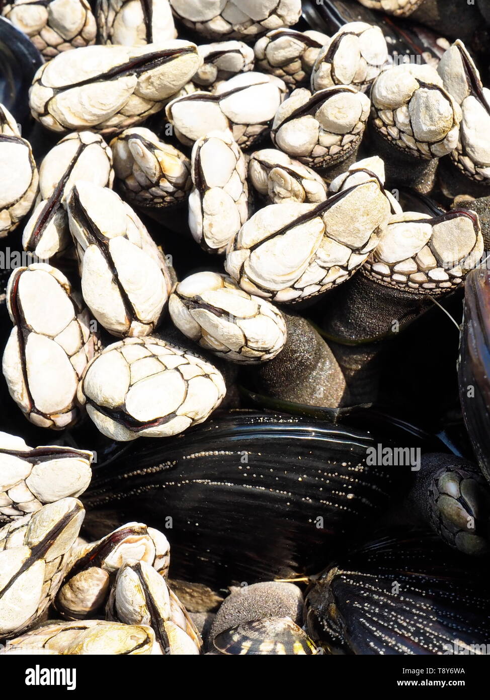 Gooseneck barnacle hi-res stock photography and images - Alamy