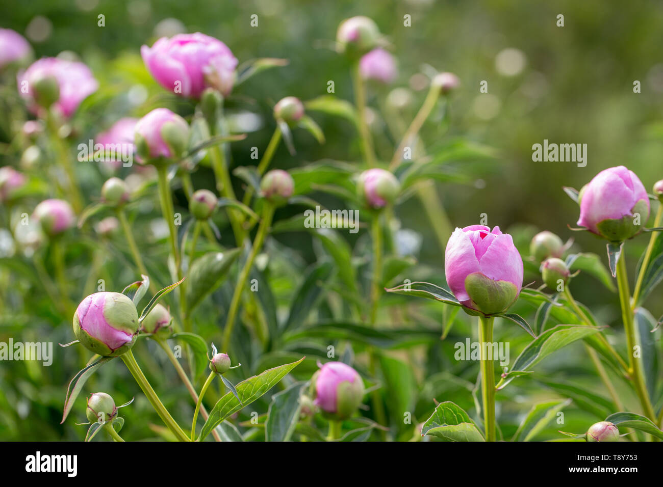 Pink Flower Buds Peonies In Garden With Green Stock Photo Alamy