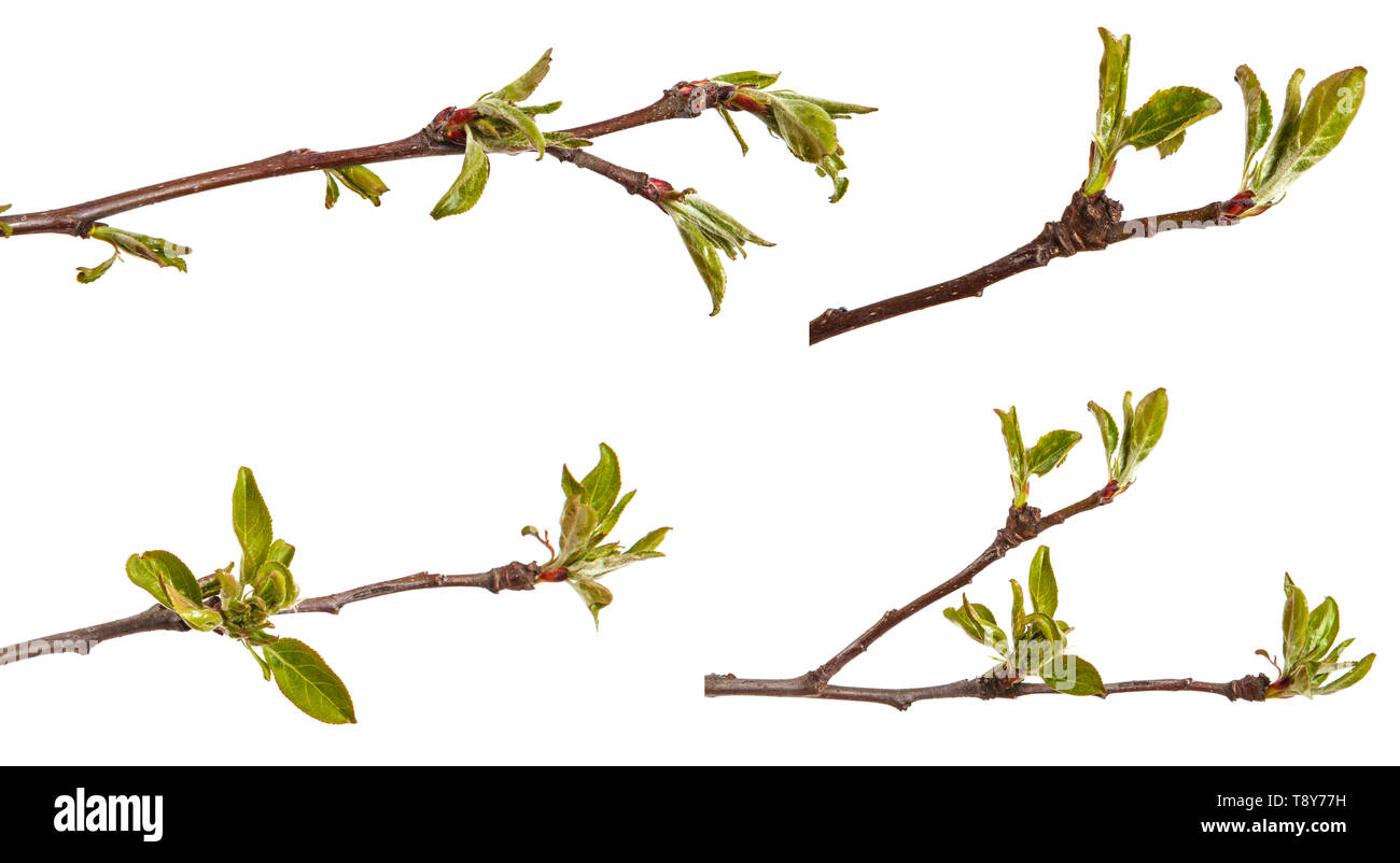Branch of an apple tree with young leaves isolated on a white. Set ...