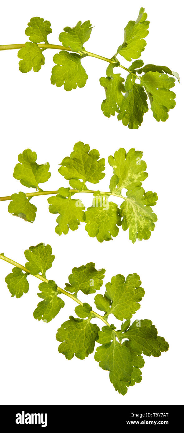 Green leaves of celandine. Isolated on white. Set Stock Photo - Alamy