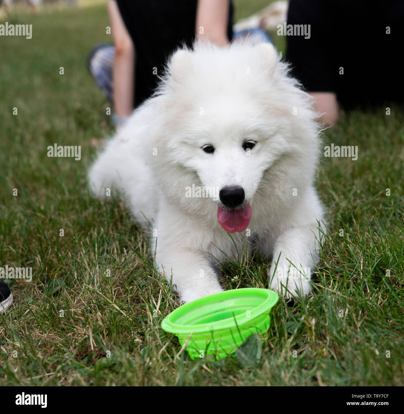 Samoyed breed grooming hi-res stock photography and images - Alamy