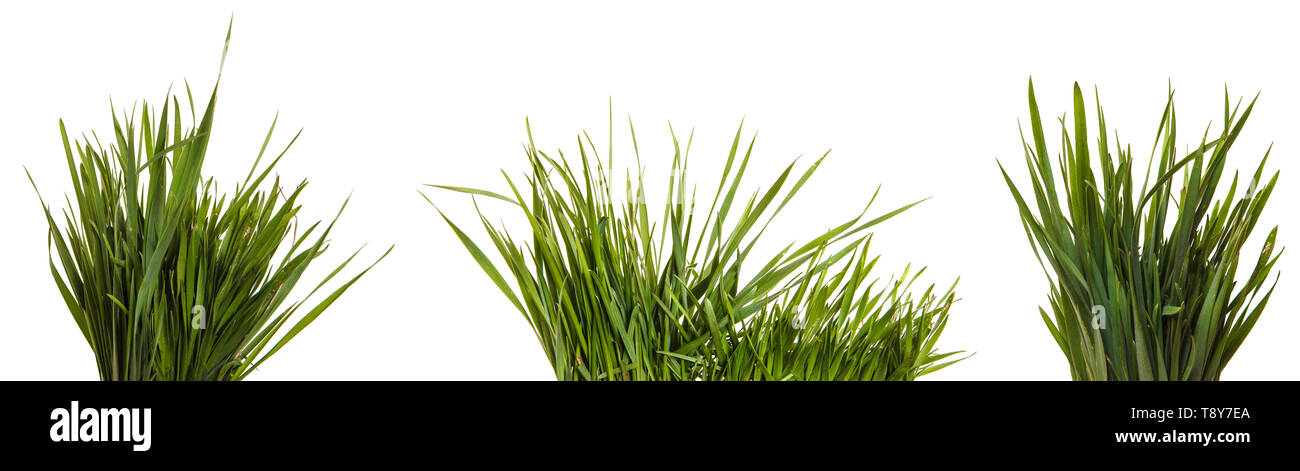 A bunch of green grass. Isolated on white . Set Stock Photo - Alamy