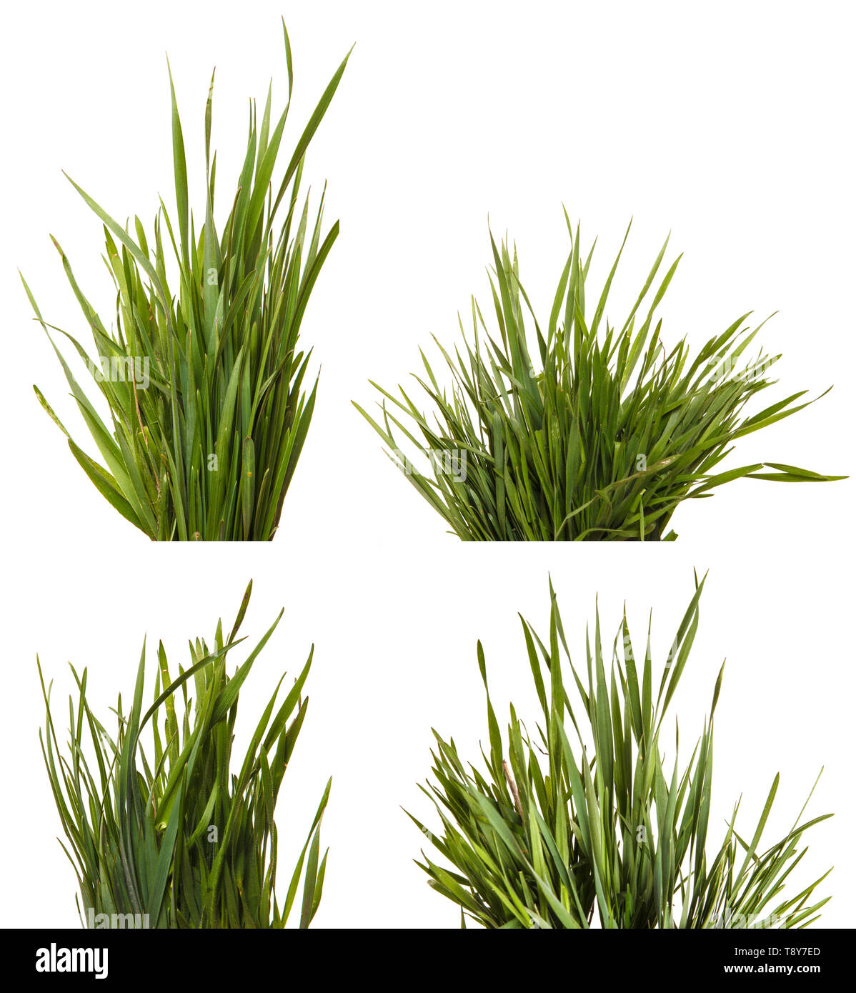 A bunch of green grass. Isolated on white . Set Stock Photo - Alamy