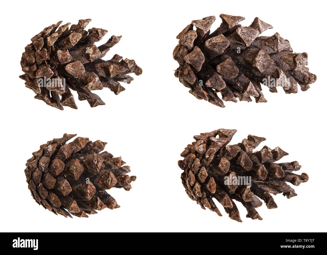 One pine cone on hi-res stock photography and images - Alamy