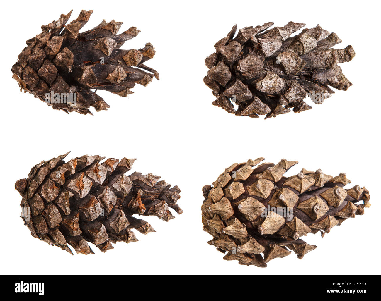Pine cone seeds hi-res stock photography and images - Alamy