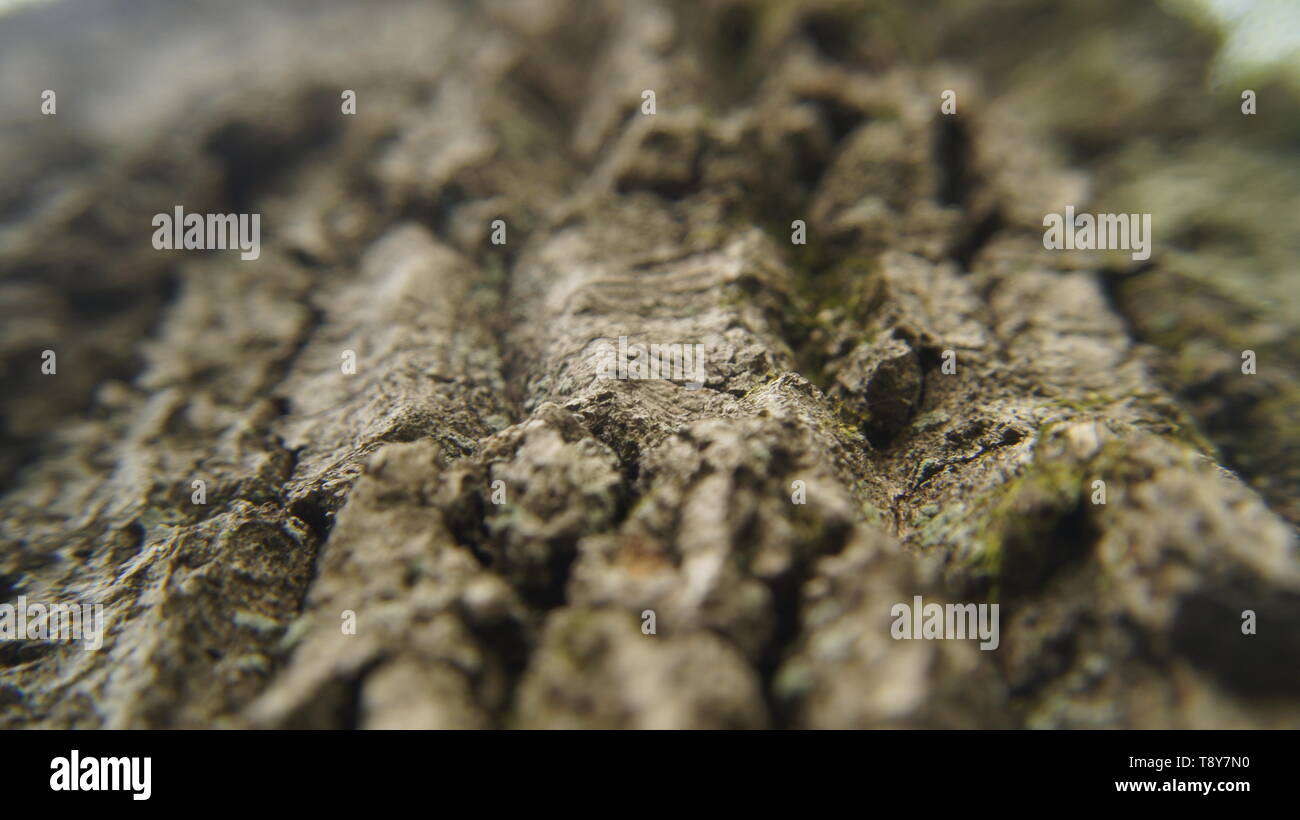Close-up Tree Bark Stock Photo - Alamy