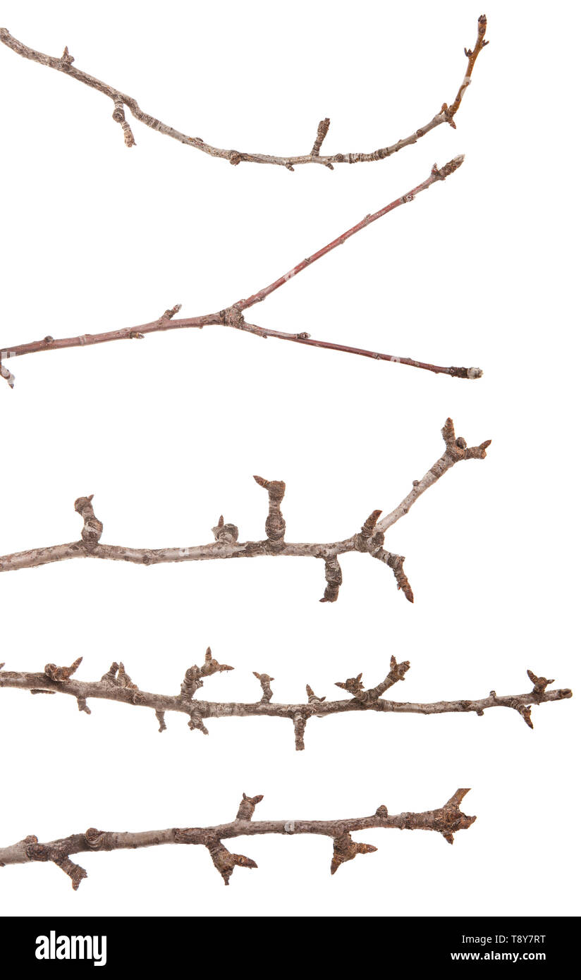 dry thin branches of the tree. isolated on white. Set Stock Photo - Alamy