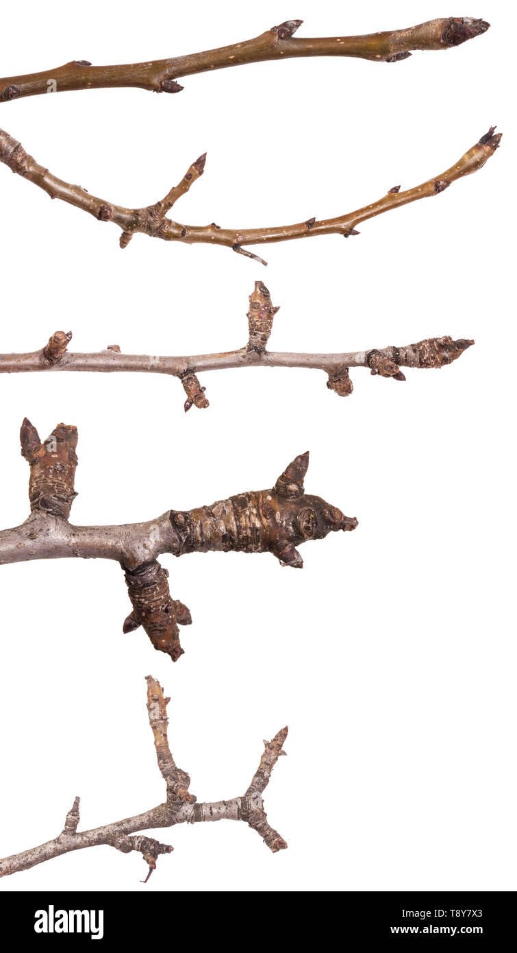 branch of a pear tree without leaves. Isolated on white. Set Stock ...