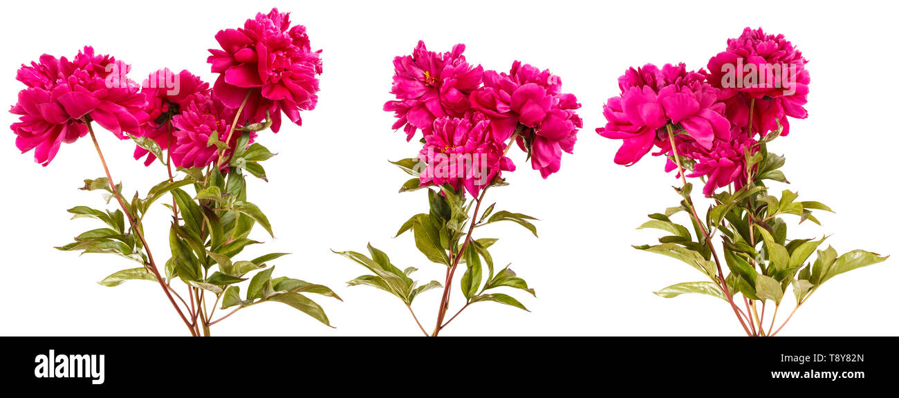 Bouquet of red peony flowers. Isolated on white. Set Stock Photo - Alamy