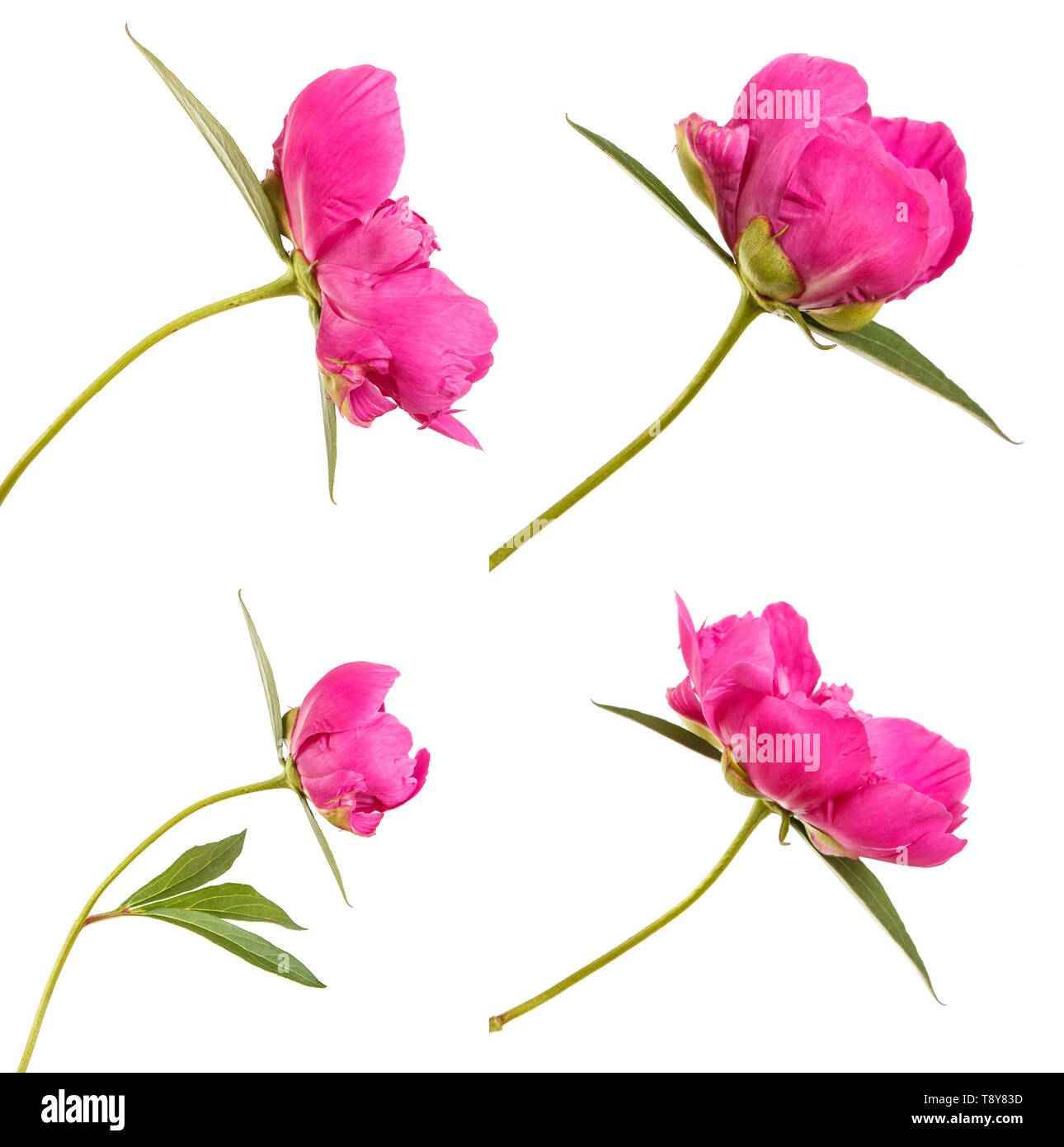Tischler Clipart Flowers