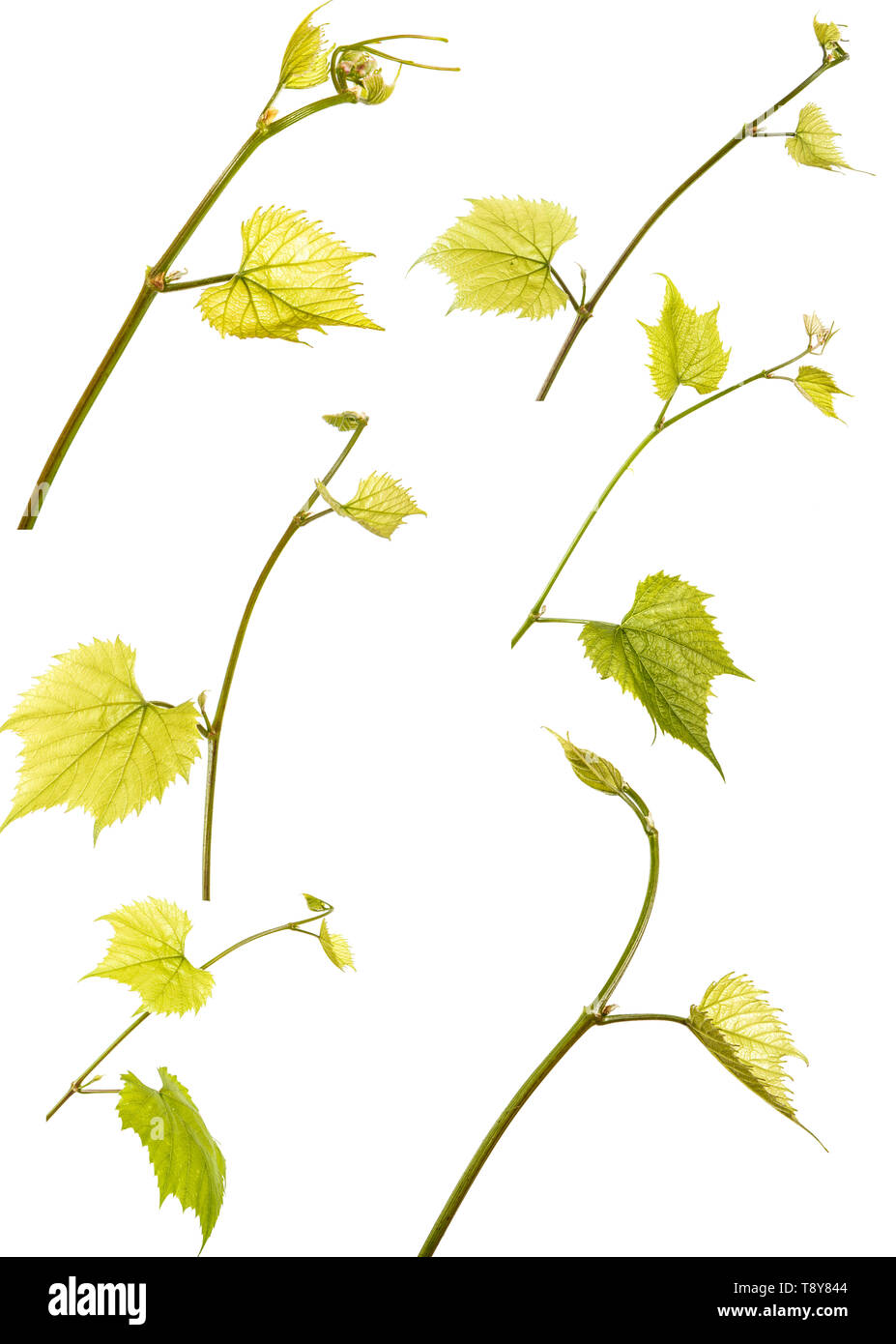 Vine set hi-res stock photography and images - Alamy