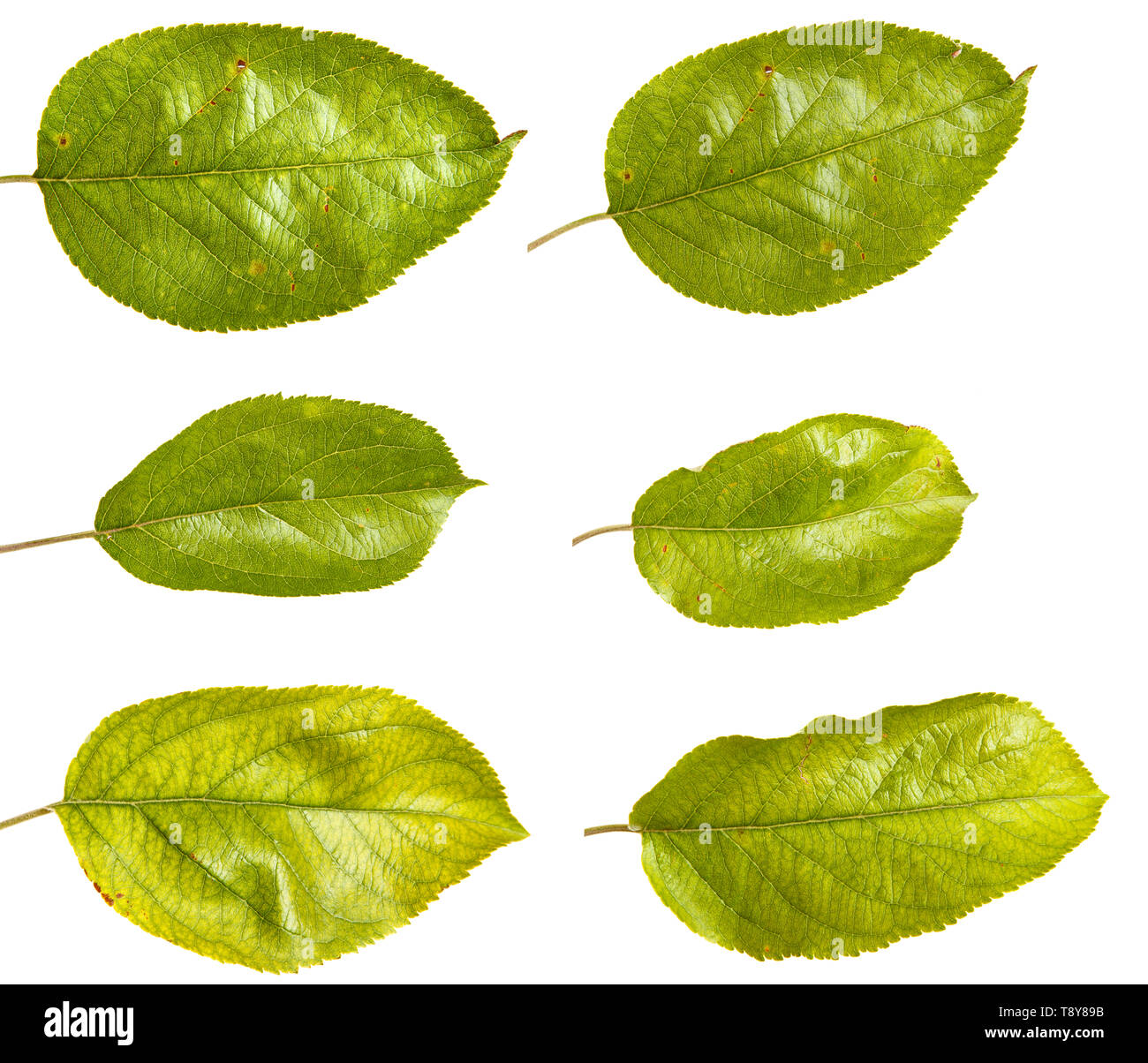 Leaf with apple tree. Isolated on white. Set Stock Photo - Alamy