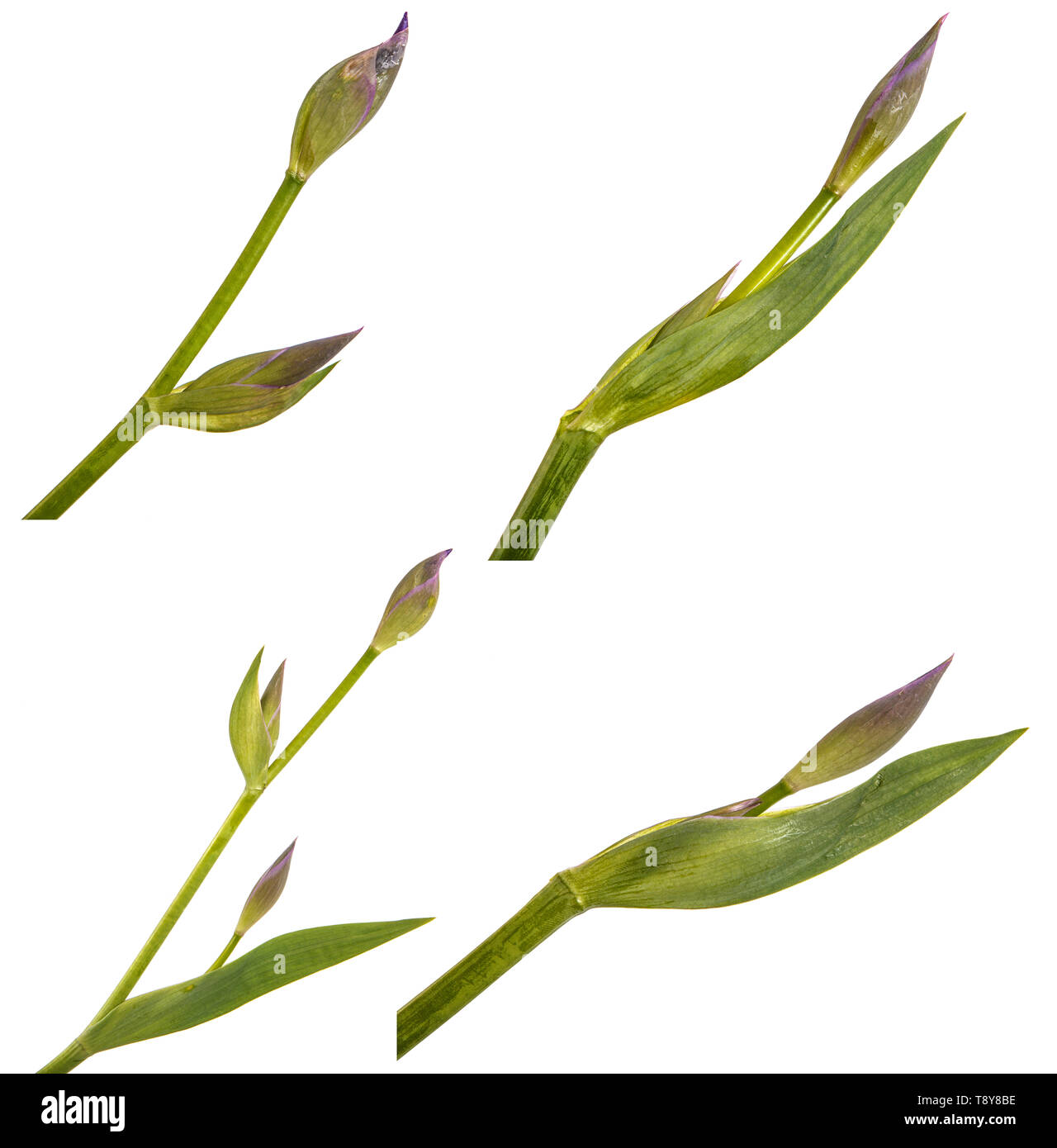 Unblown buds of iris flowers. Isolated on white. Set Stock Photo - Alamy