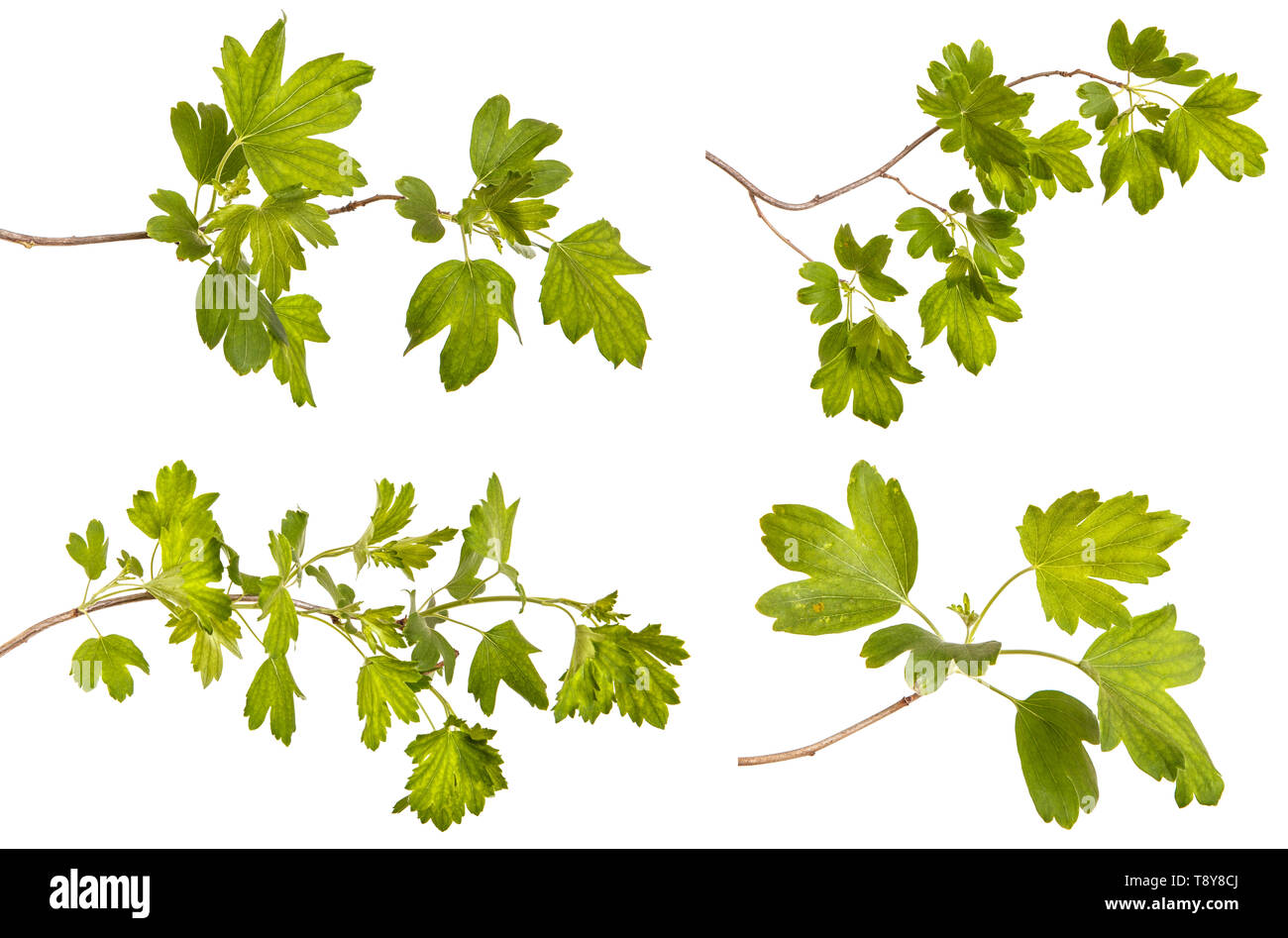 A branch of a currant bush with young green leaves. Isolated on white ...