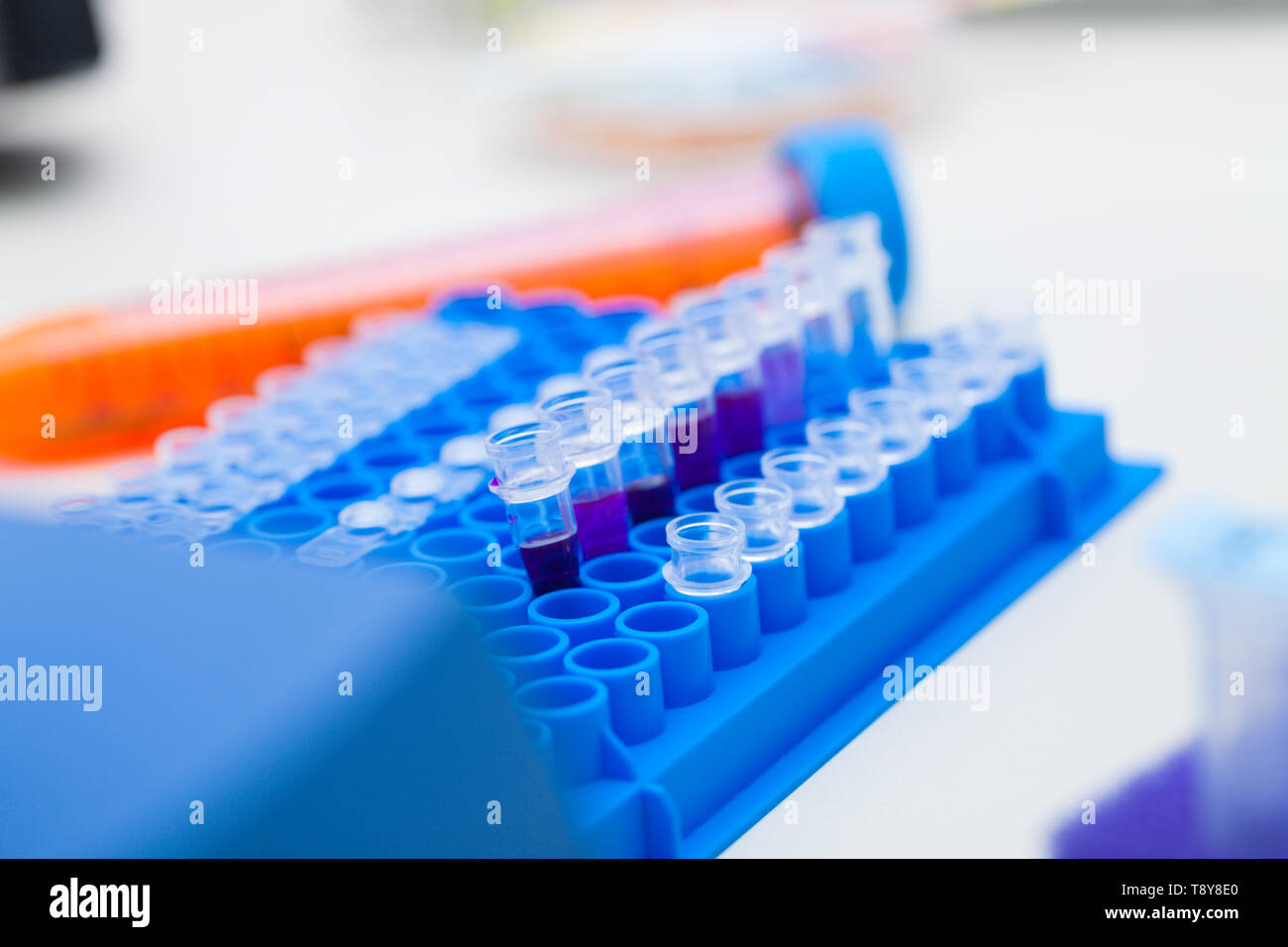 PCR Strip test tube in the laboratory Stock Photo - Alamy