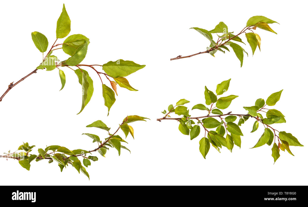 Branch of apricot tree with green leaves isolated on white. Set Stock ...
