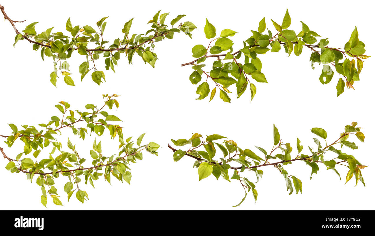 Branch of apricot tree with green leaves isolated on white. Set Stock ...