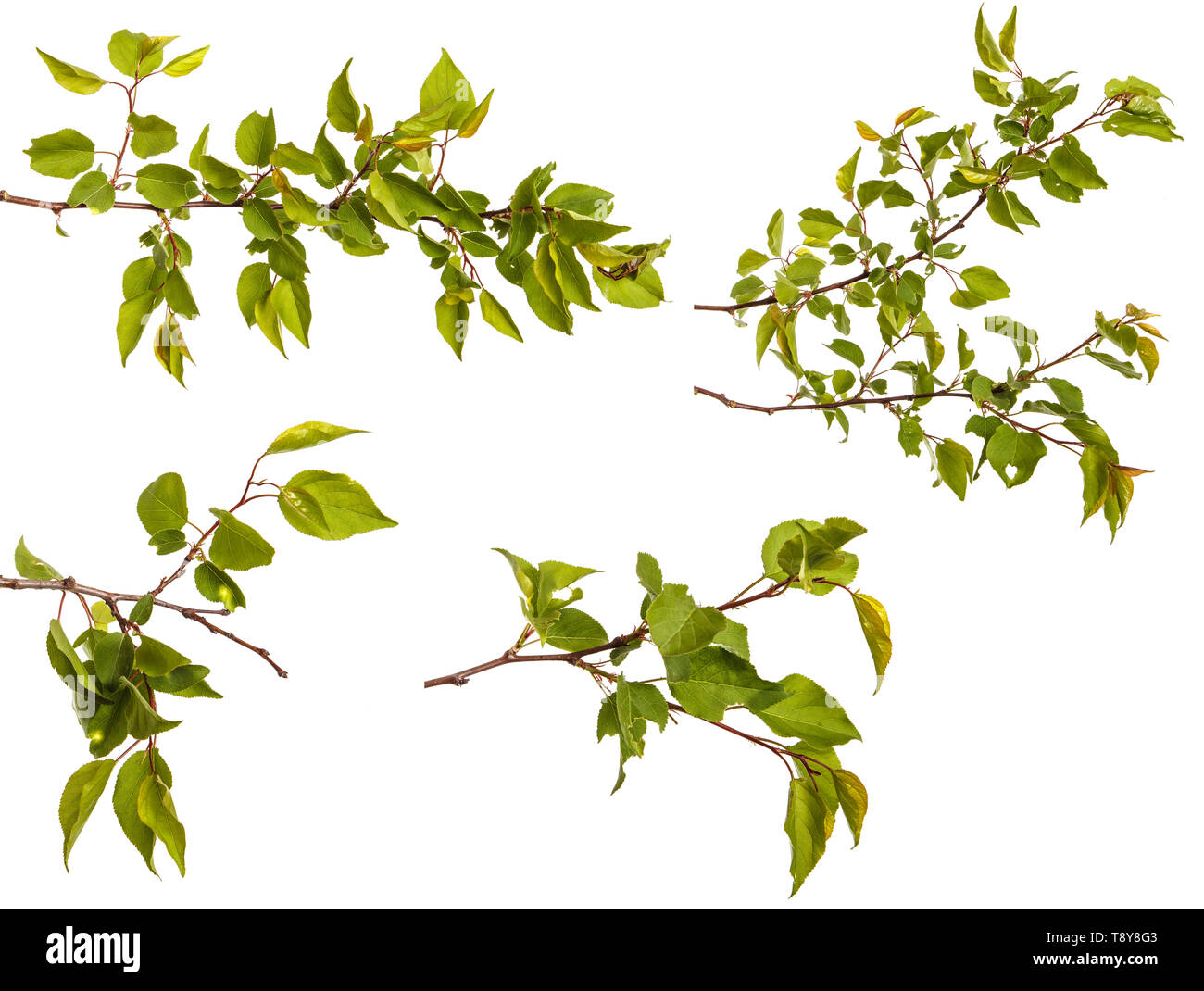 Branch of apricot tree with green leaves isolated on white. Set Stock ...