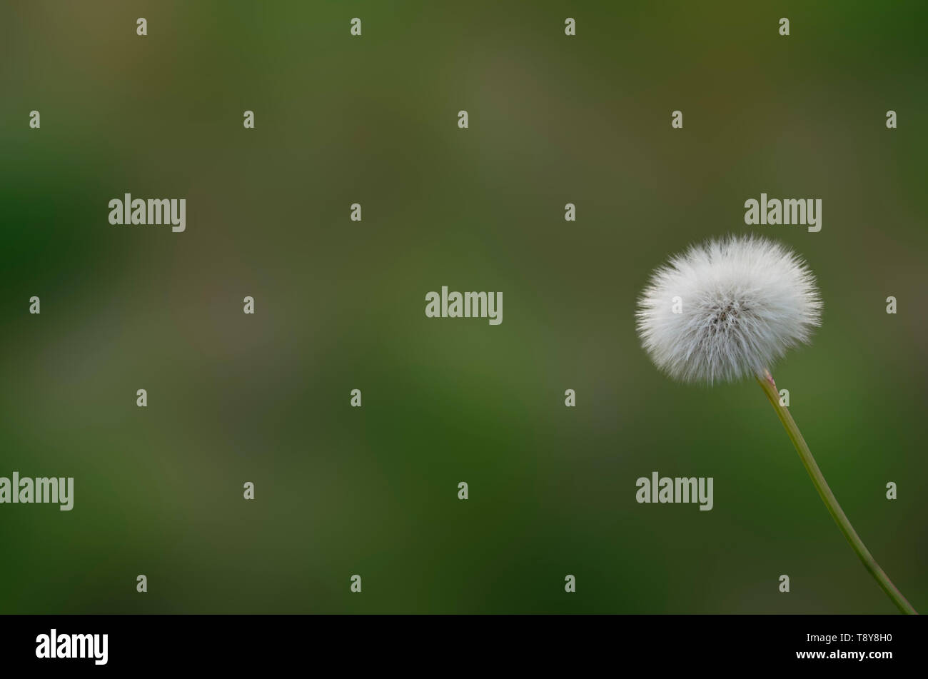 Closeup of a Hawksbeard seed head on green background Stock Photo - Alamy