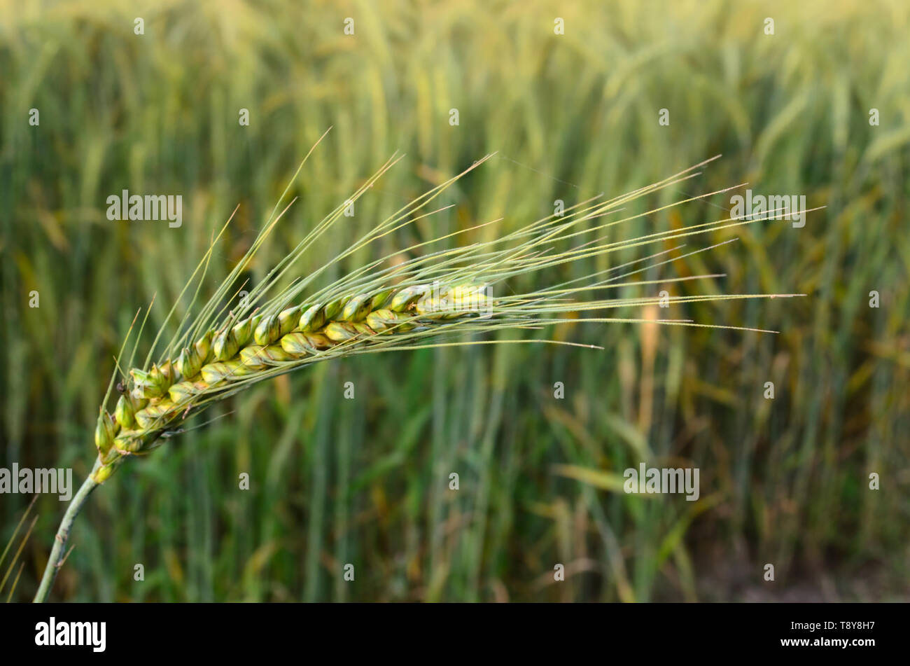 Green spikelet hi-res stock photography and images - Alamy