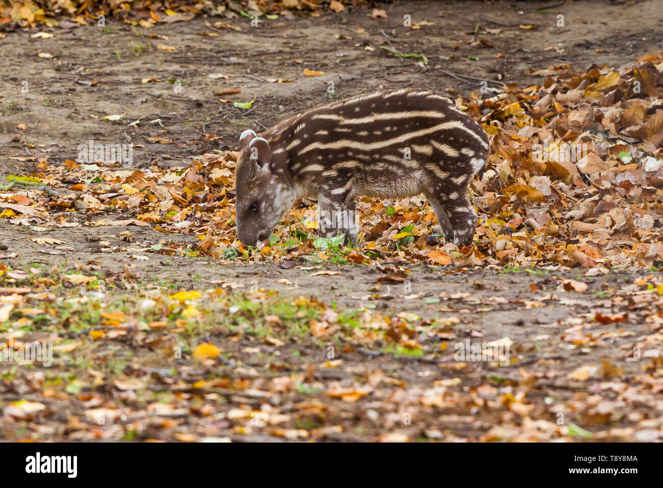 South American Tapir or Brazilian Tapir Calf ( Tapirus Terrestris ...