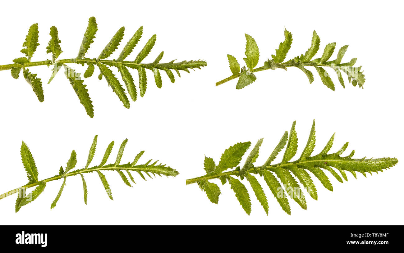 Green leaves of poppies. Isolated on white. Set Stock Photo - Alamy