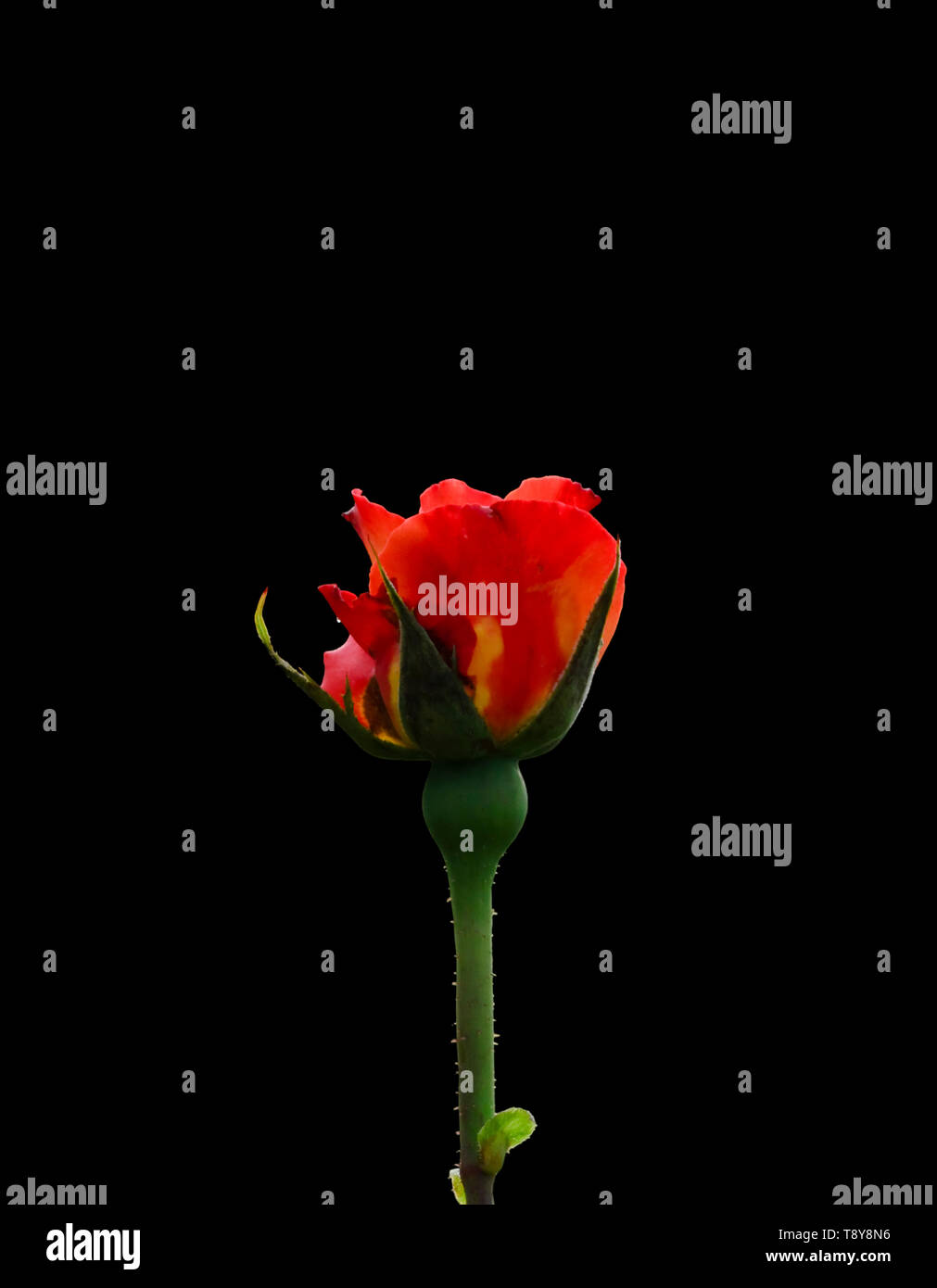 Closeup of a red yellow rose bud isolated on black background Stock ...