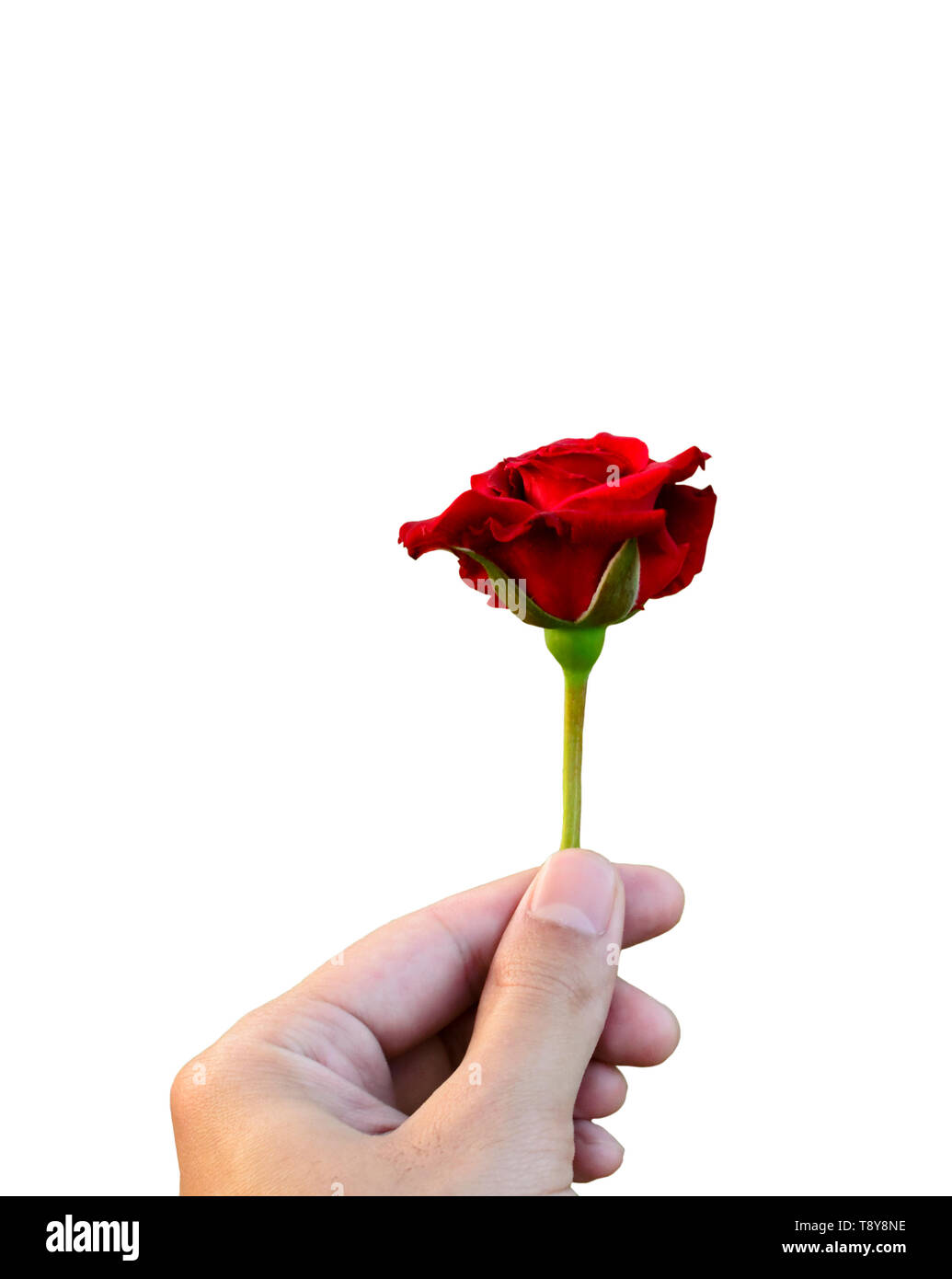 Hand giving a red rose isolated on white background Stock Photo - Alamy