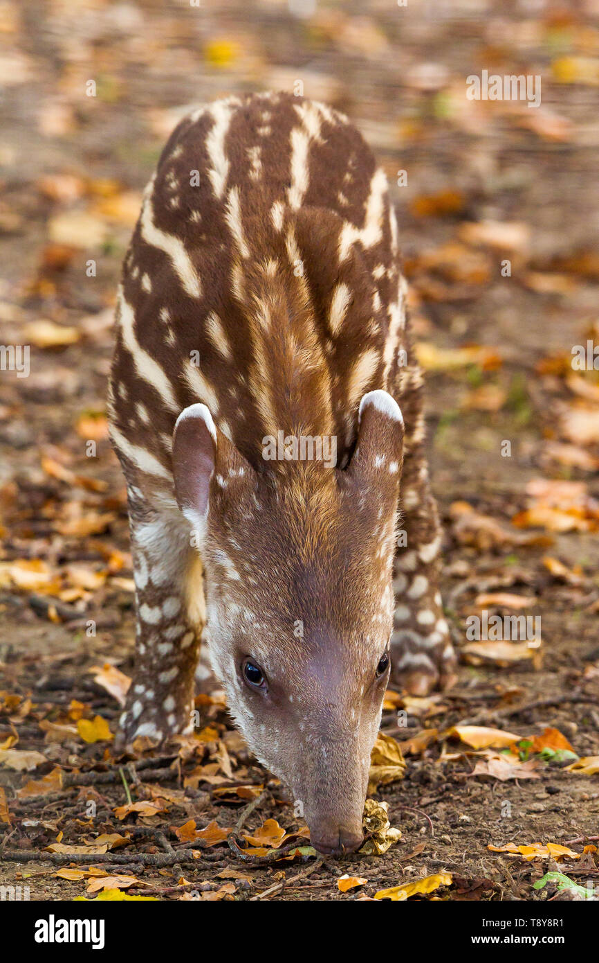 South American Tapir or Brazilian Tapir Calf ( Tapirus Terrestris ...