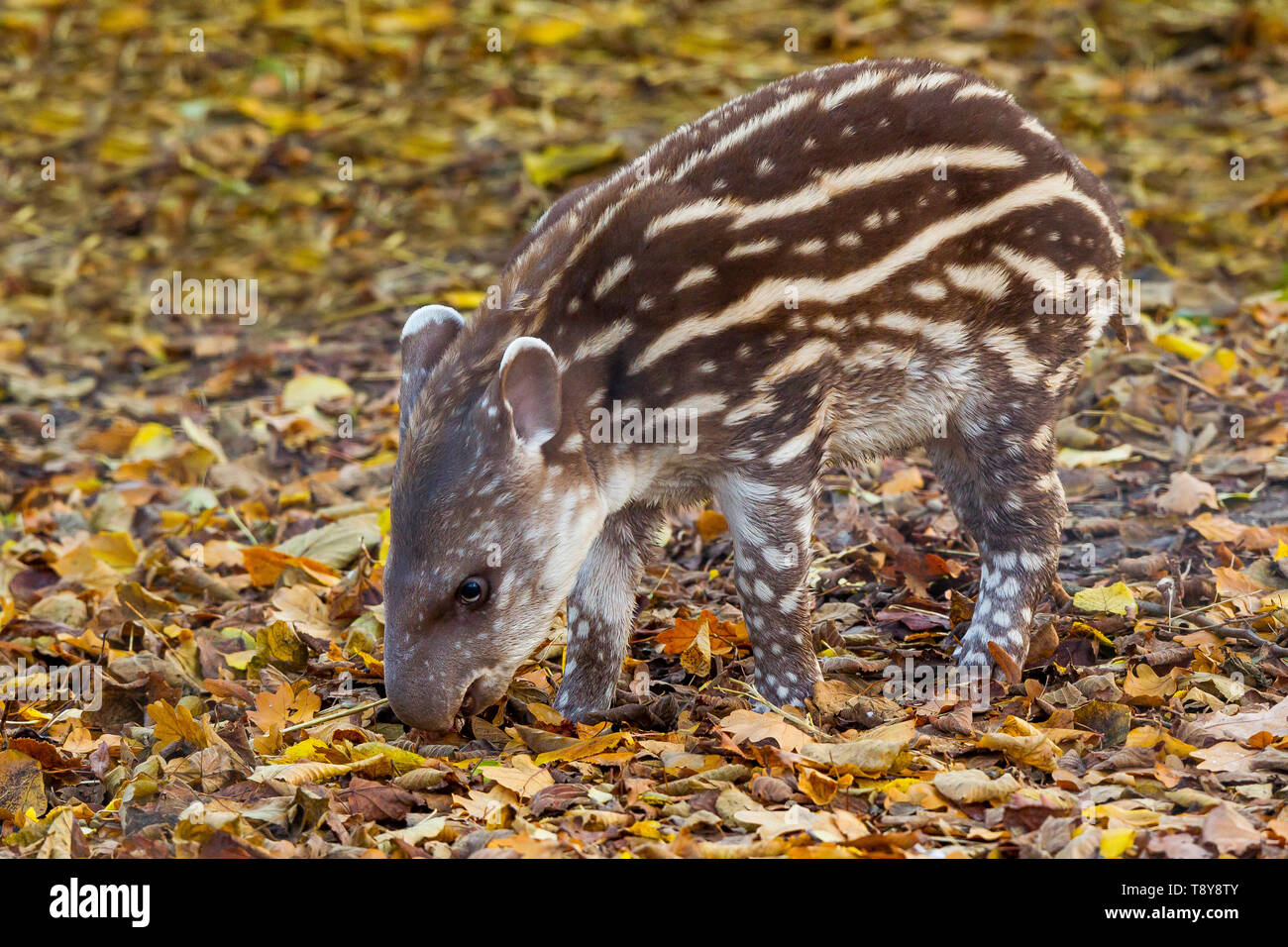 South American Tapir or Brazilian Tapir Calf ( Tapirus Terrestris ...