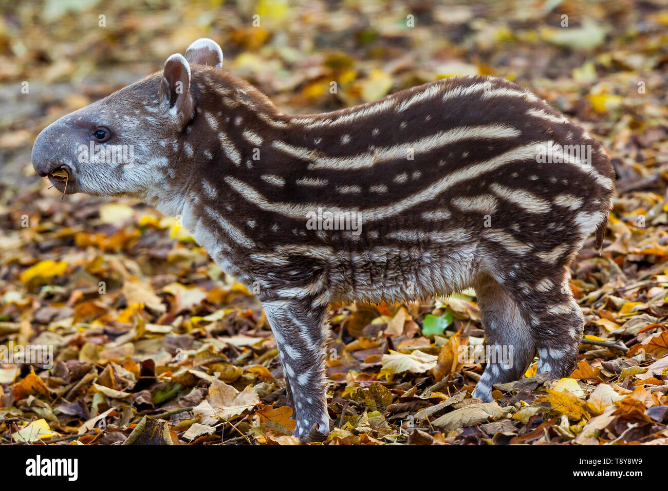 Baby tapir stripe hi-res stock photography and images - Alamy