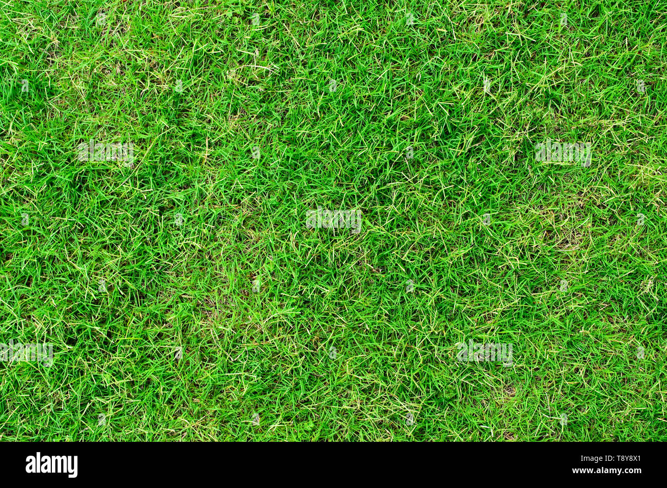 Lawn texture hi-res stock photography and images - Alamy