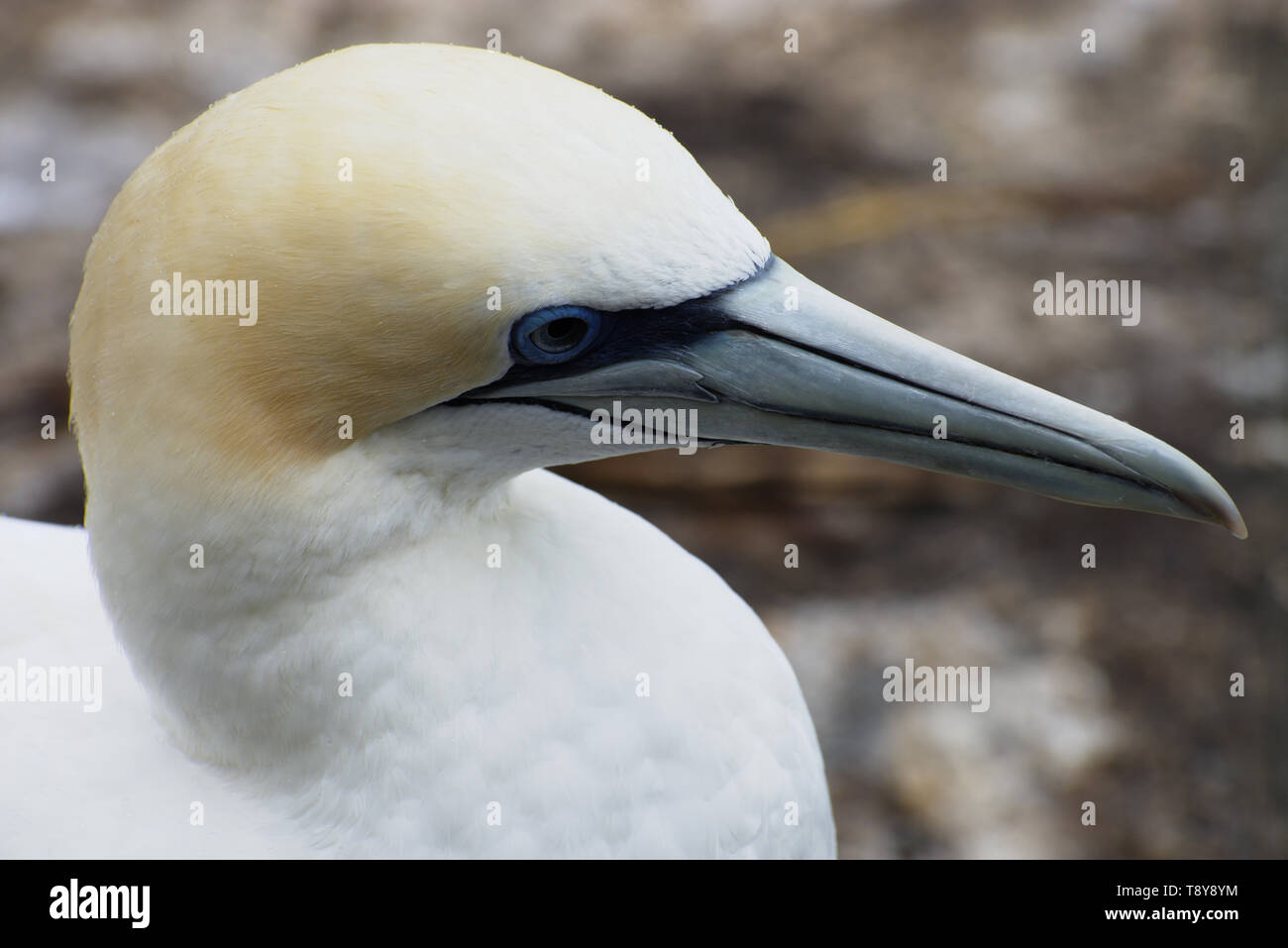 Gannet head and neck hi-res stock photography and images - Alamy