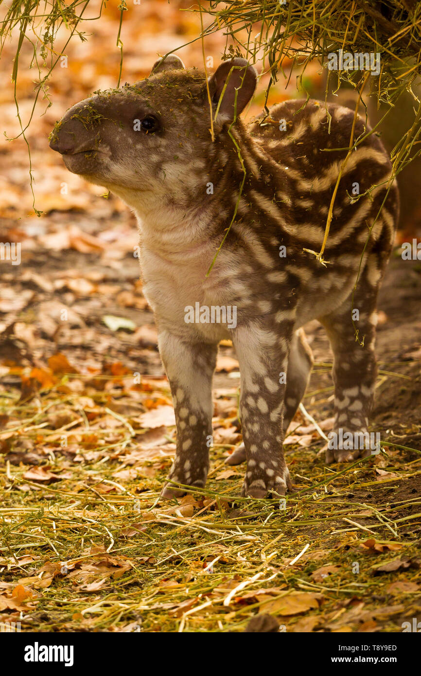 South American Tapir or Brazilian Tapir Calf ( Tapirus Terrestris ...