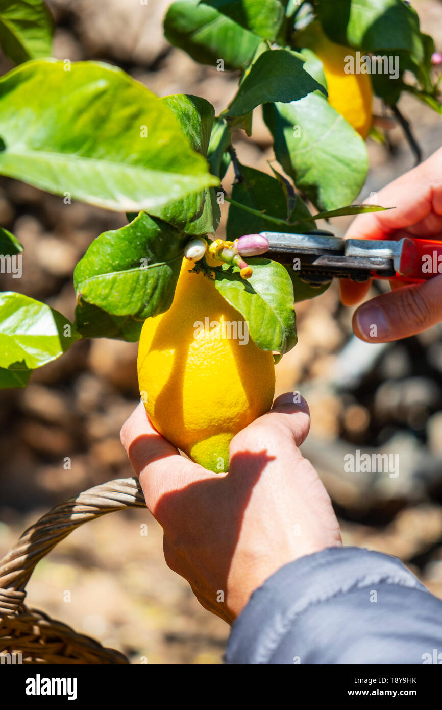 Young lemon tree hi-res stock photography and images - Alamy