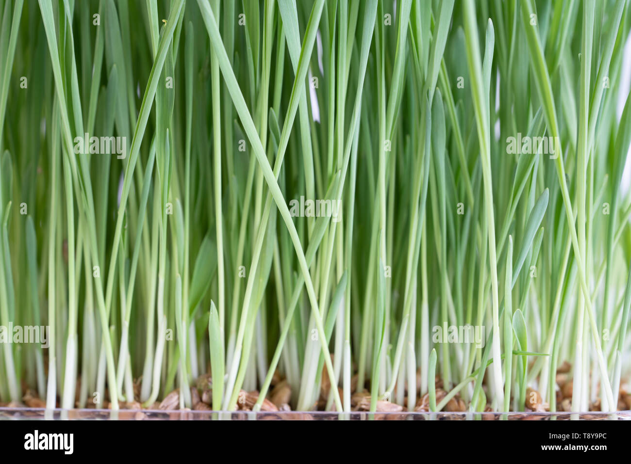 Plant wheat with roots on white background Stock Photo - Alamy