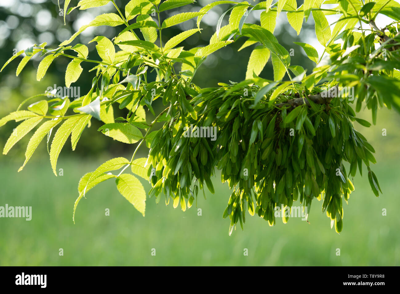 A branch of the ash tree Fraxinus Stock Photo - Alamy