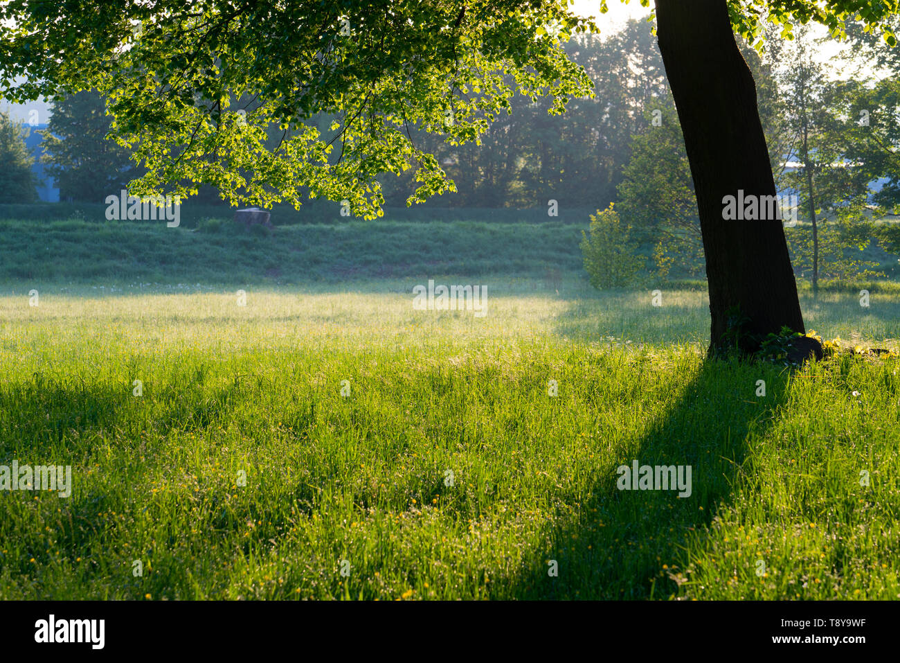 Tree in City Park early morning Stock Photo - Alamy