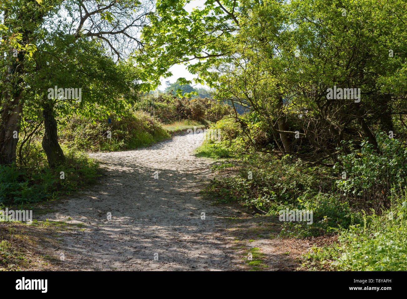 Sandy footpath through woodland at Studland, Dorset, England. UK Stock ...