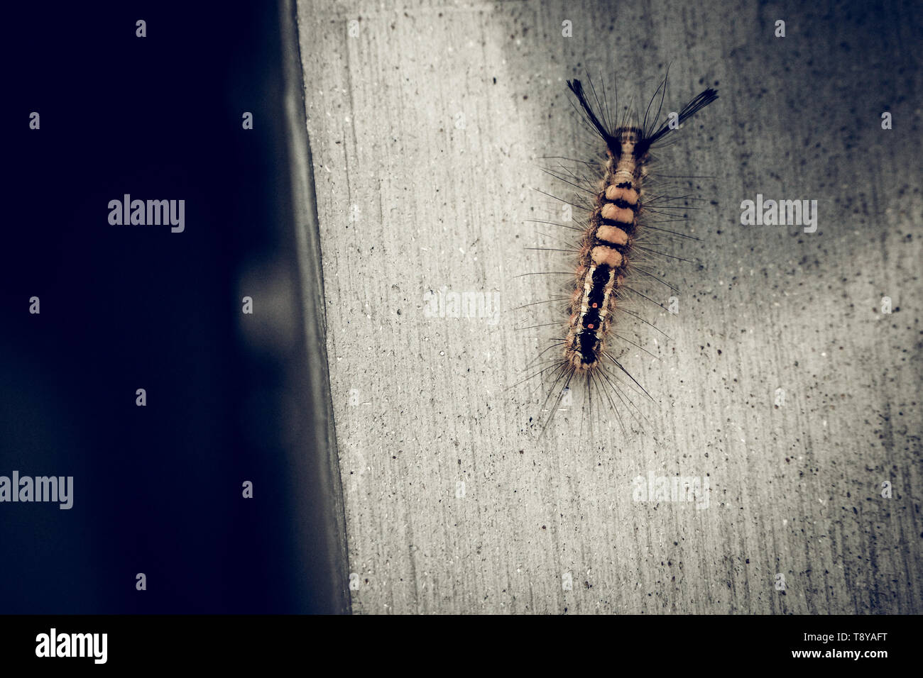 Emperor moth caterpillar on black hi-res stock photography and images ...