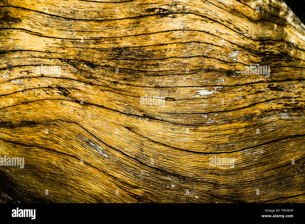 tree nature old branch structure board wood texture trunk old formation ...