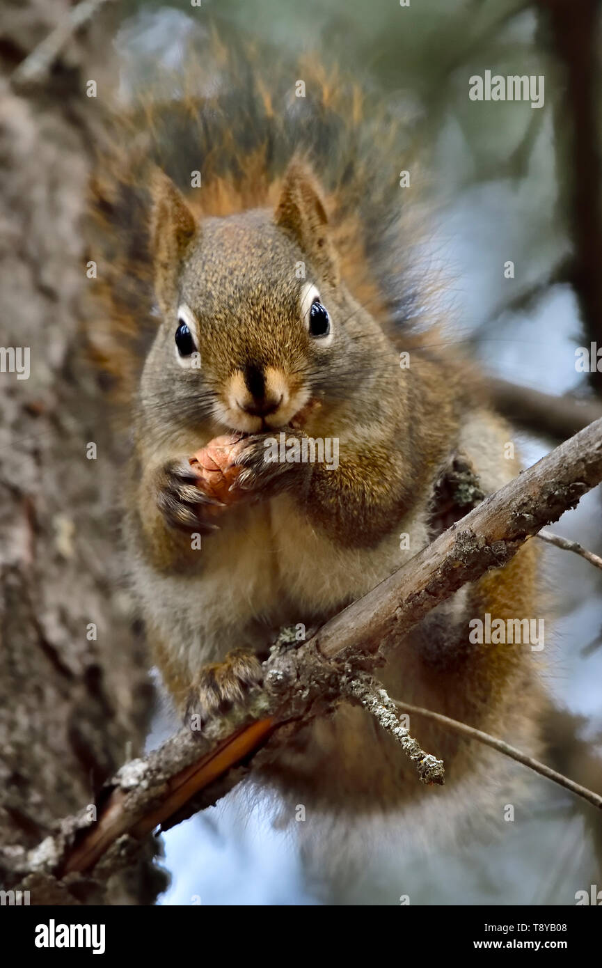 A red squirrel "Tamiasciurus hudsonicus" sitting on a tree branch ...