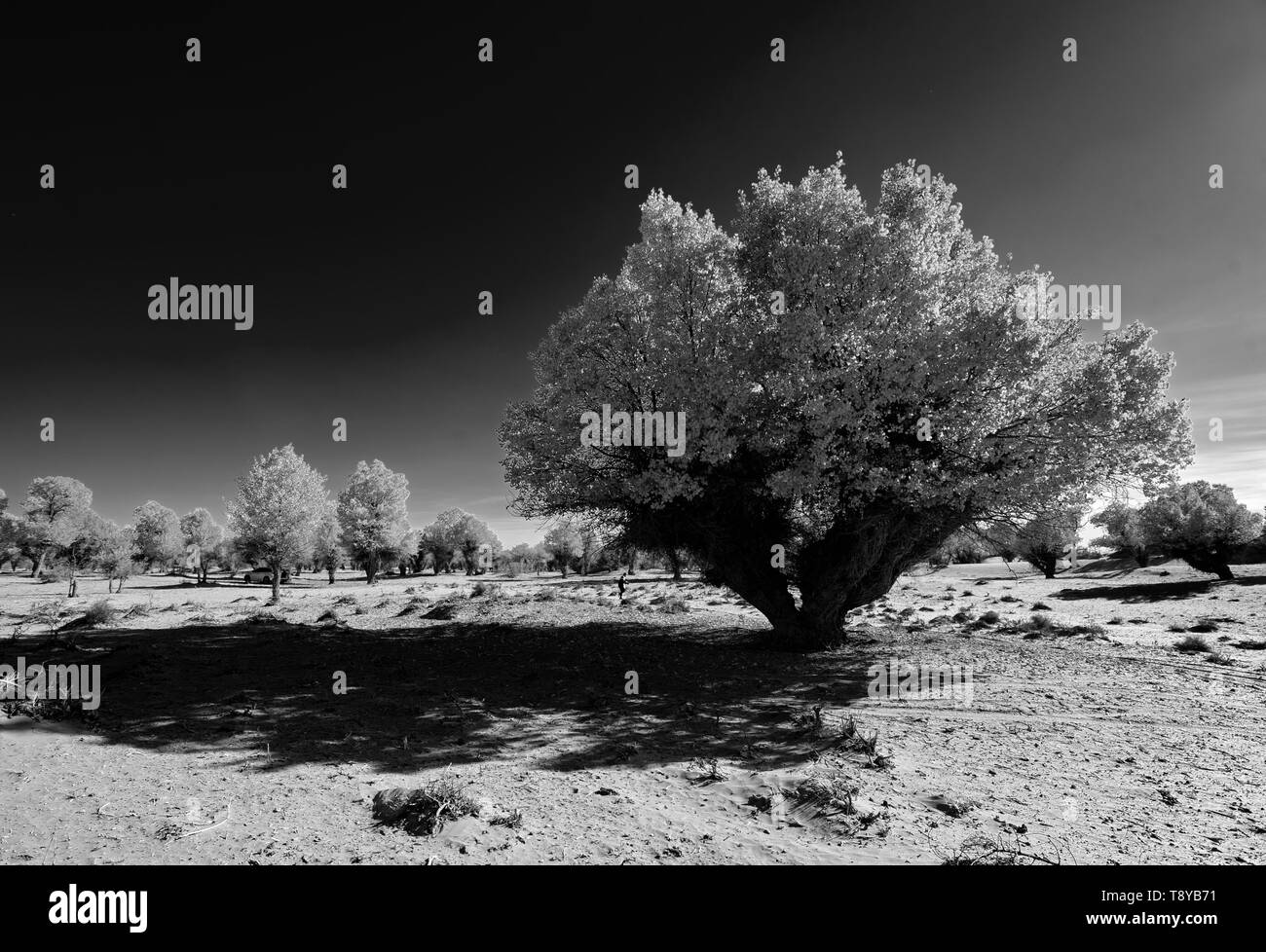 Old tree in the sand and blue sky Stock Photo - Alamy