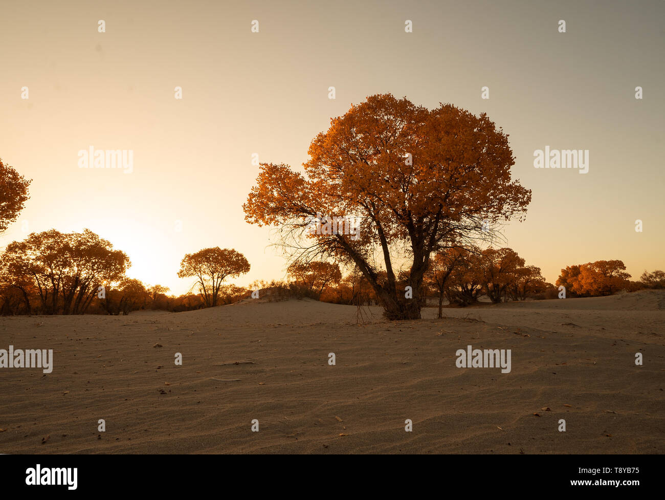 Old tree in the sand and blue sky Stock Photo - Alamy