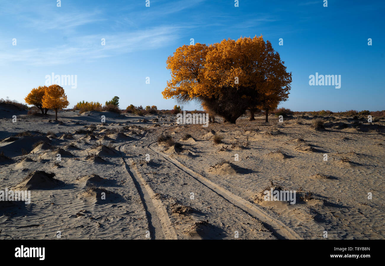 Old tree in the sand and blue sky Stock Photo - Alamy